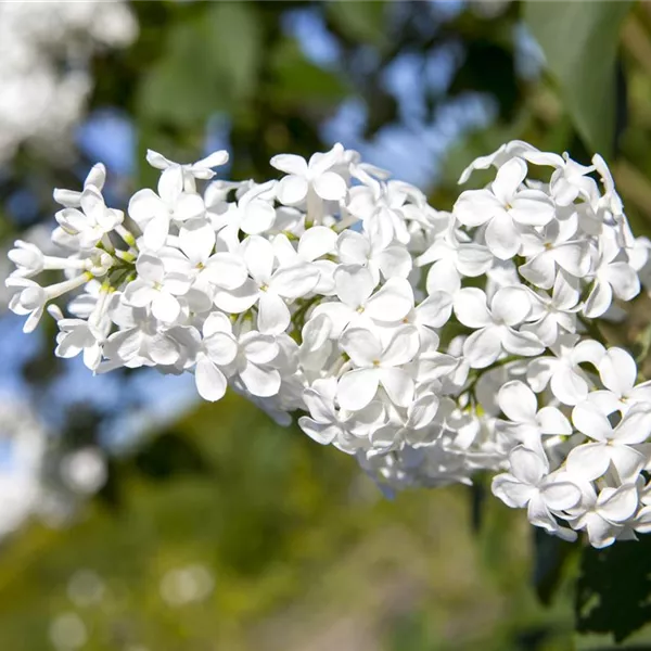 Syringa vulgaris 'Mme Florent Stepman', Edelflieder 'Mme Florent ...