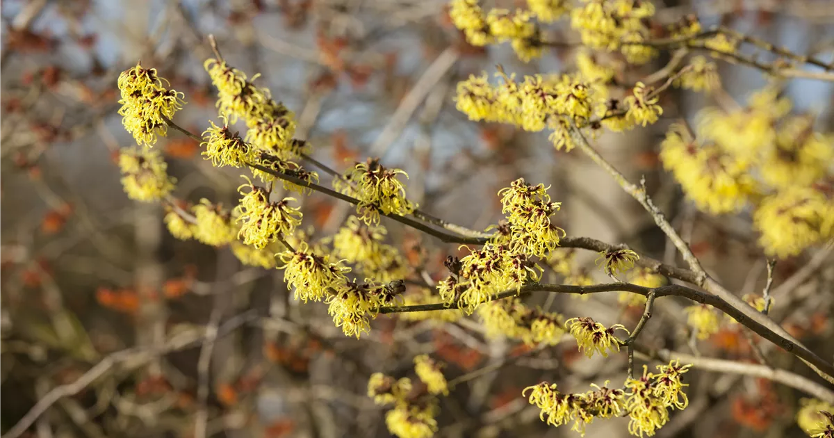 Hamamelis x intermedia 'Primavera', Zaubernuss 'Primavera' - Baumschule Ley