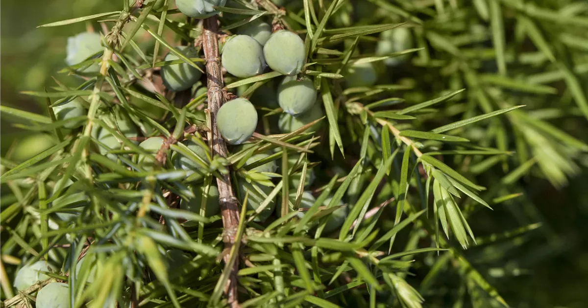 Juniperus communis 'Oblonga Pendula', Gemeiner Wacholder 'Oblonga ...