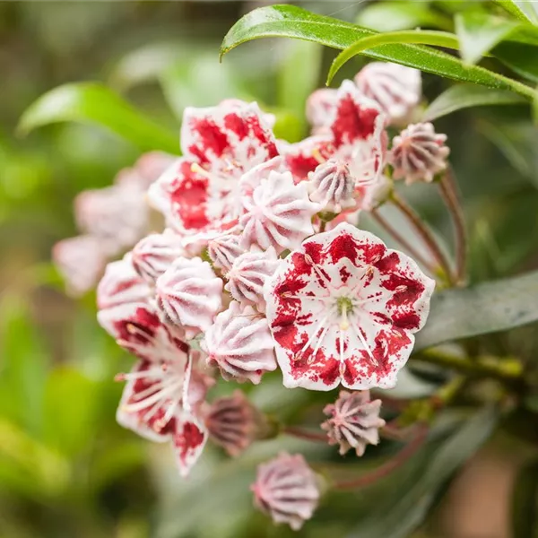 Kalmia latifolia 'Pinwheel', Berglorbeer 'Pinwheel' - Baumschule Ley