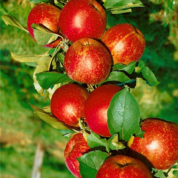 Malus domestica 'Melrose', Winterapfel 'Melrose' - Baumschule Ley