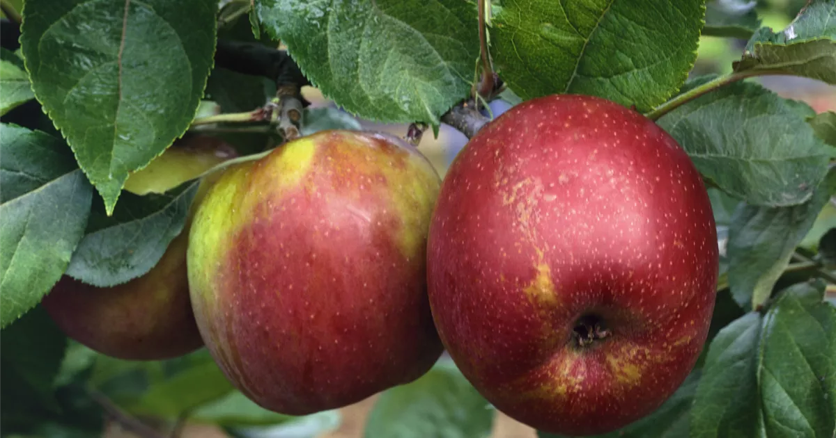 Malus domestica 'Roter Boskoop', Apfel 'Roter Boskoop' - Baumschule Ley