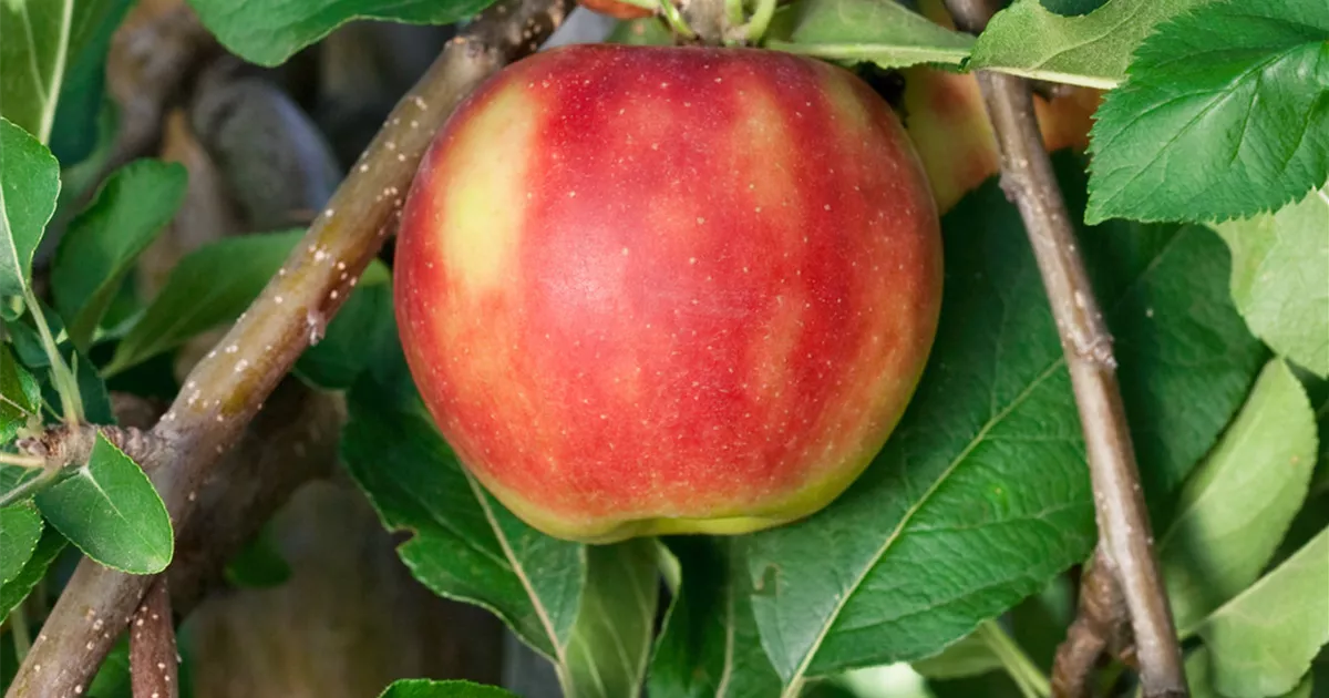 Erntezeit Roter Boskoop