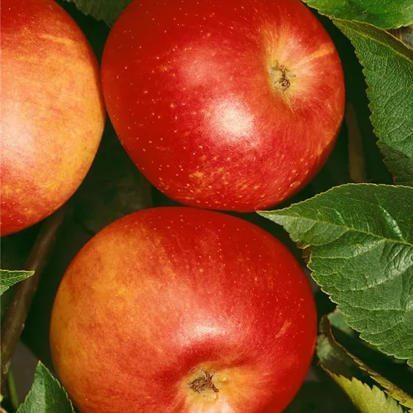 Malus domestica 'Discovery', Sommerapfel 'Discovery' - Baumschule Ley
