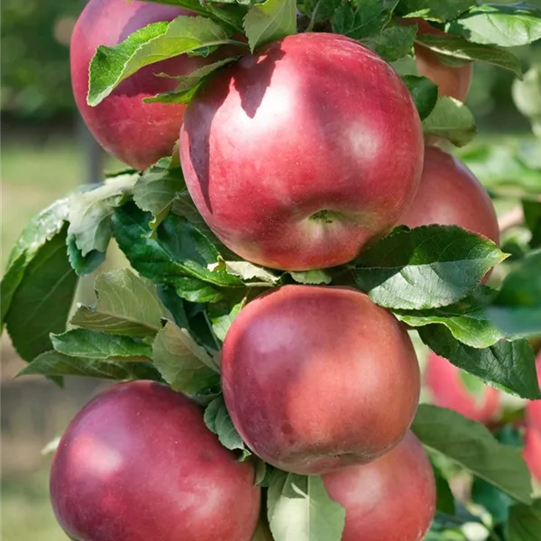 Malus domestica 'Idared', Apfel 'Idared' - Baumschule Ley