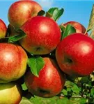 Malus domestica 'Idared', Apfel 'Idared' - Baumschule Ley