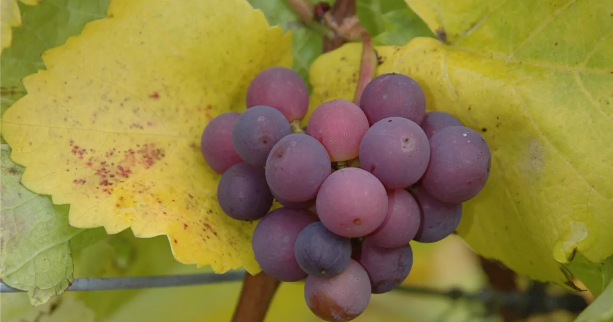 Vitis vinifera, rot, Weinrebe, rot - Baumschule Ley