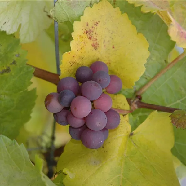Vitis vinifera, rot, Weinrebe, rot - Baumschule Ley