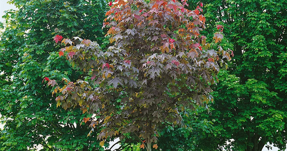 Acer platanoides 'Fairview', Spitzahorn 'Fairview' - Baumschule Ley