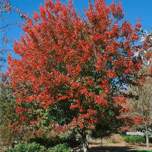 Acer rubrum 'Schlesingeri', Rotahorn 'Schlesingeri' - Baumschule Ley