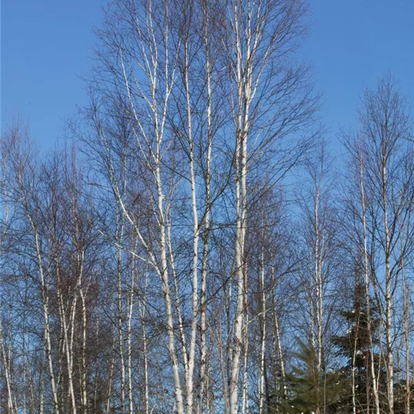 Betula papyrifera, Papierbirke - Baumschule Ley