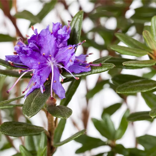 Rhododendron impeditum 'Azurika', Kleinblättriger Rhododendron 'Azurika ...