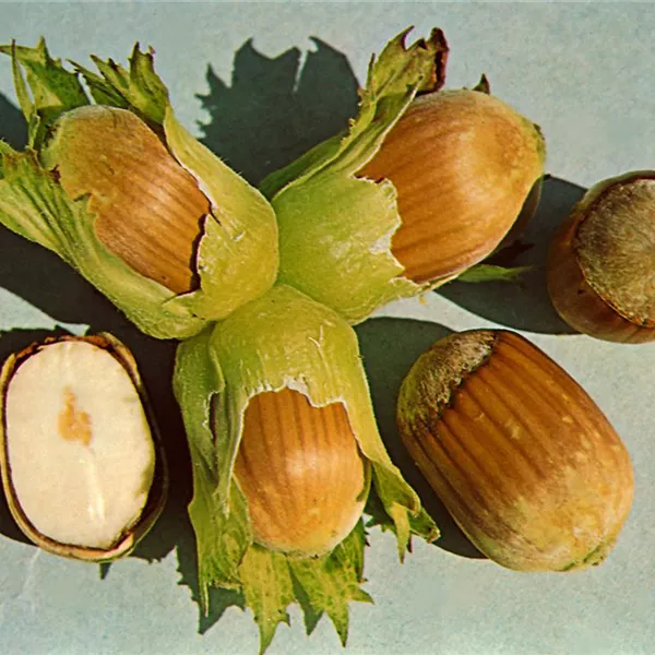 Corylus avellana 'Cosford', Waldhasel 'Cosford' - Baumschule Ley