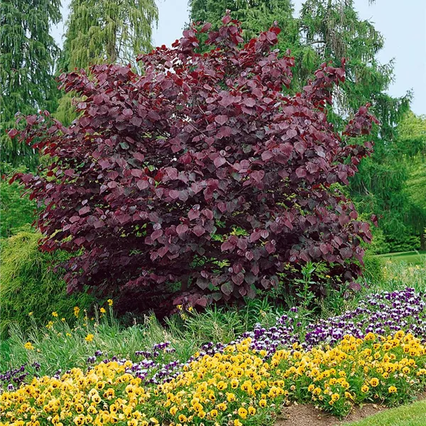 Judasbaum Forest Pansy