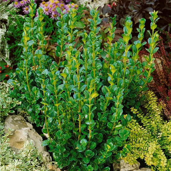 Buxus sempervirens 'Rotundifolia', Buchsbaum 'Rotundifolia ...