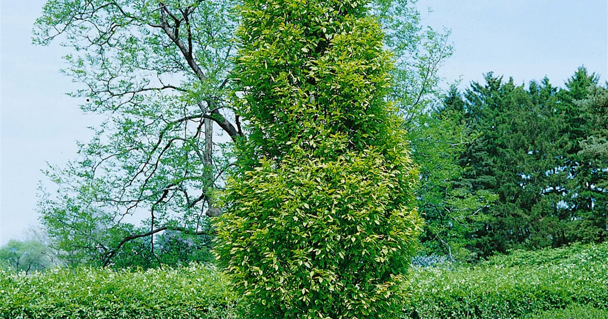 Carpinus betulus 'Lucas', Hainbuche 'Lucas' - Baumschule Ley