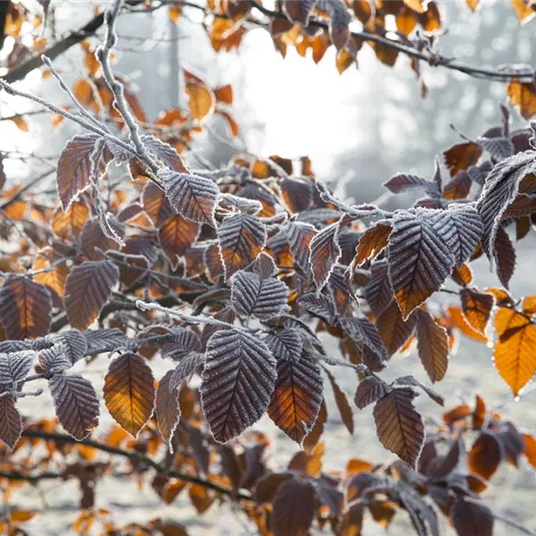 Carpinus betulus 'Purpurea', Rotlaubige Hainbuche - Baumschule Ley