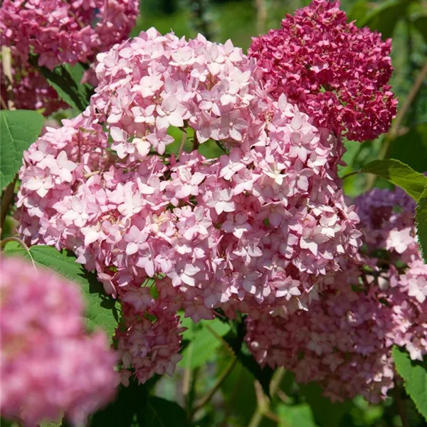 Hydrangea heteromalla, Himalaya-Hortensie - Baumschule Ley