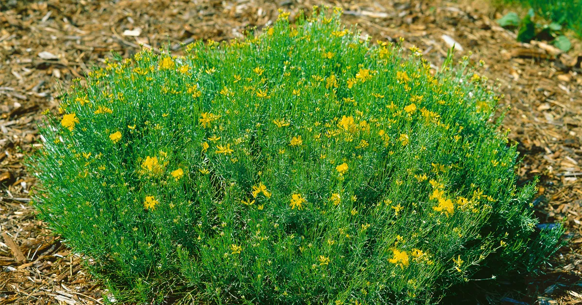 Genista radiata, Strahlenginster - Baumschule Ley