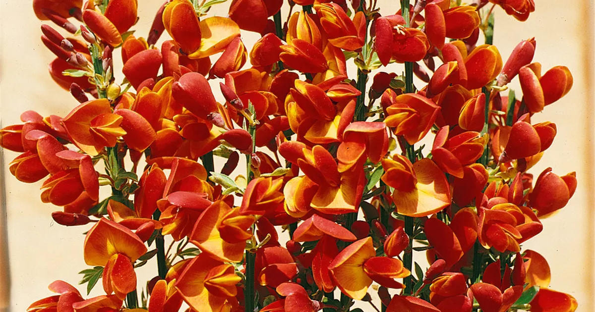 Cytisus x beanii, Duftender Kriechginster - Baumschule Ley