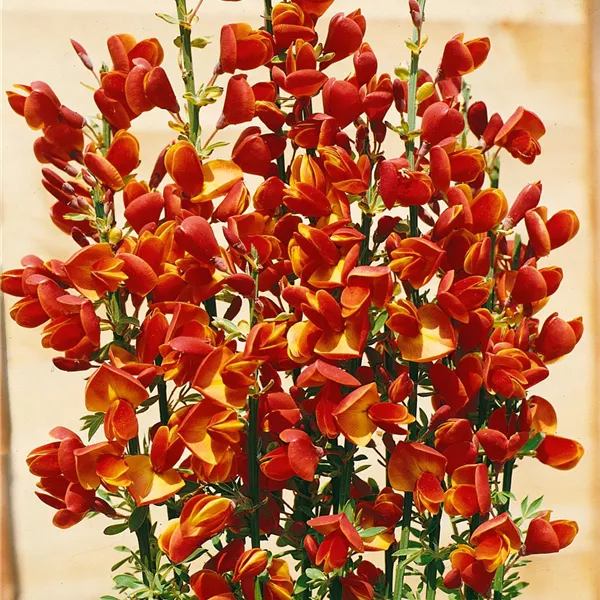 Cytisus x beanii, Duftender Kriechginster - Baumschule Ley