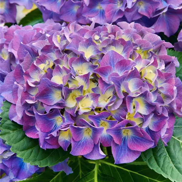 Hydrangea Endless Summer® 'Bloomstar', Hortensie Endless Summer® 'Bloomstar' - Baumschule Ley