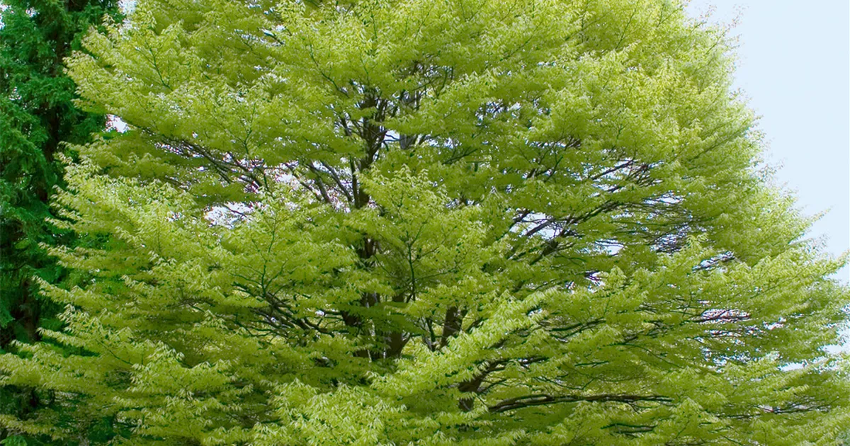 Fagus sylvatica 'Asplenifolia', Farnblättrige Rotbuche 'Asplenifolia ...