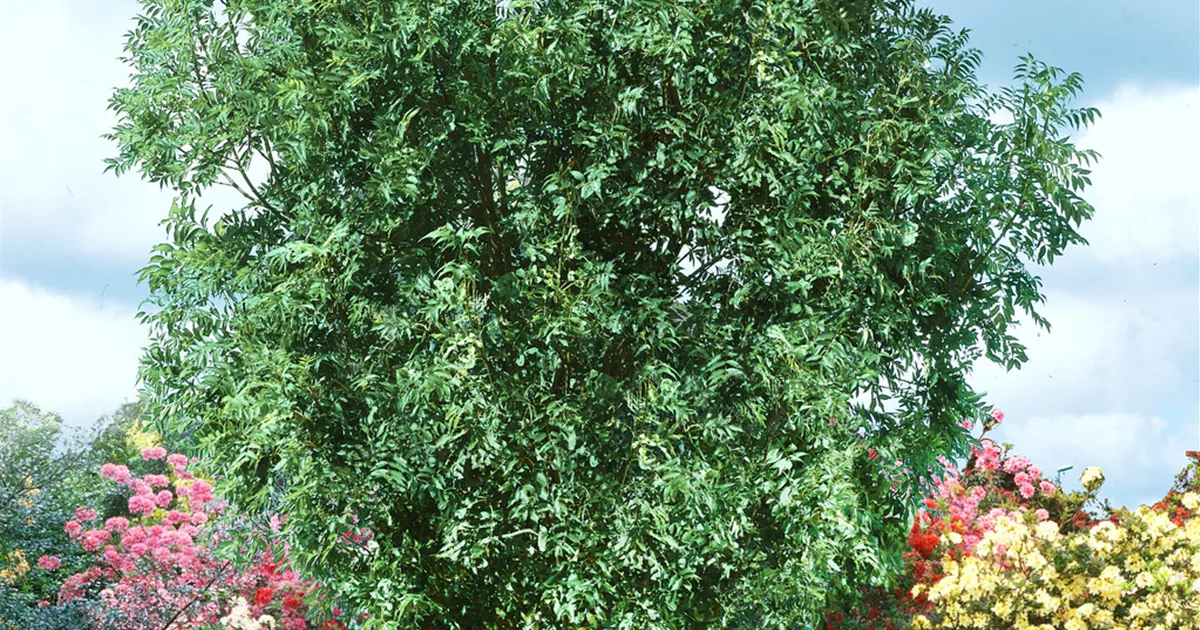 Fraxinus excelsior 'Diversifolia', Einzigblättrige Esche - Baumschule Ley