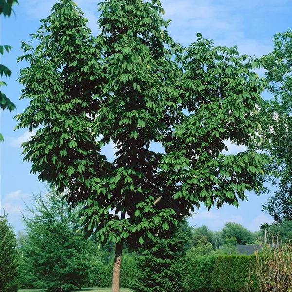 Fraxinus pennsylvanica 'Summit', Rotesche 'Summit' - Baumschule Ley