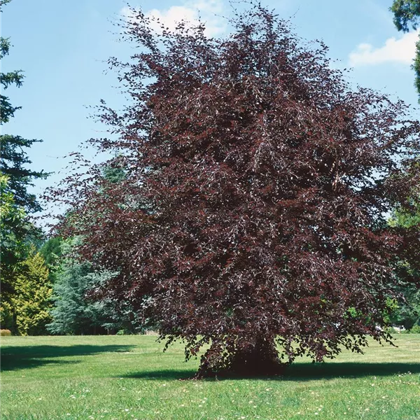 Fagus sylvatica 'Riversii', Rotbuche 'Riversii' - Baumschule Ley