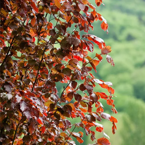 Fagus sylvatica 'Rohan Obelisk', Rotbuche 'Rohan Obelisk' - Baumschule Ley