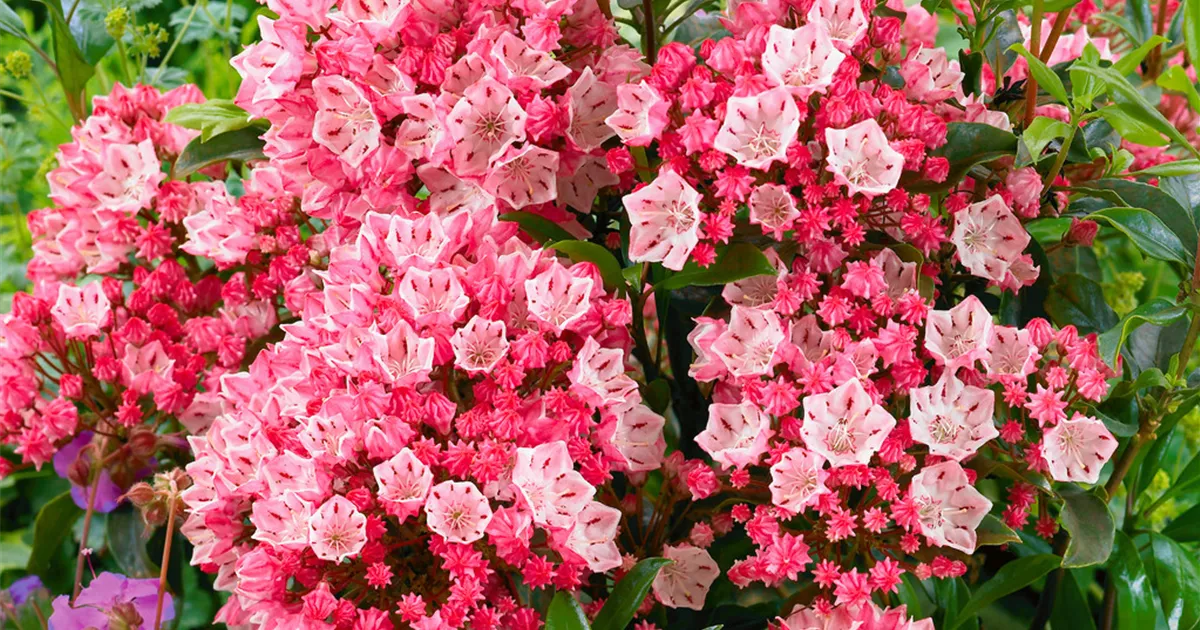 Kalmia latifolia 'Pink Surprise', Berglorbeer 'Pink Surprise ...