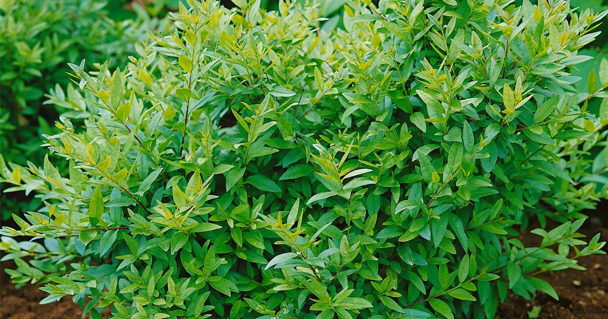 Ligustrum vulgare 'Lodense', Zwergliguster 'Lodense' - Baumschule Ley
