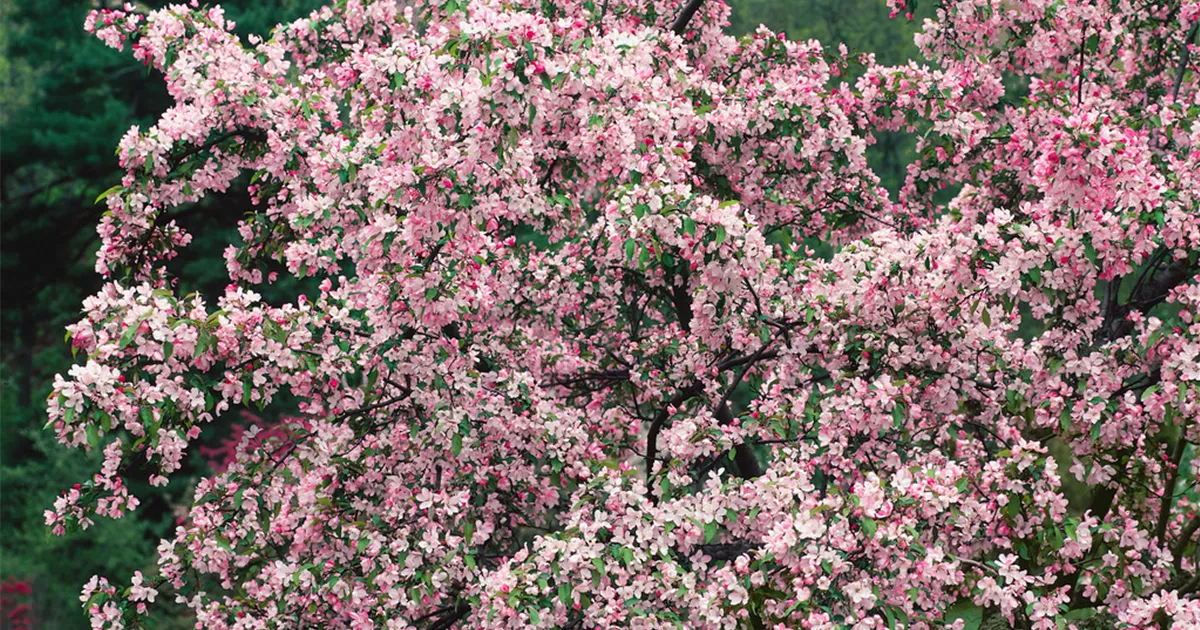 Malus x adstringens 'Hopa', Zierapfel 'Hopa' - Baumschule Ley