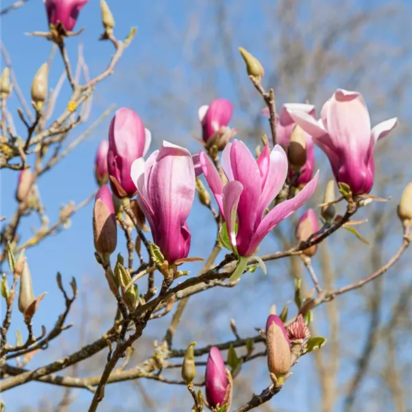Magnolia 'Daybreak', Magnolie 'Daybreak' - Baumschule Ley