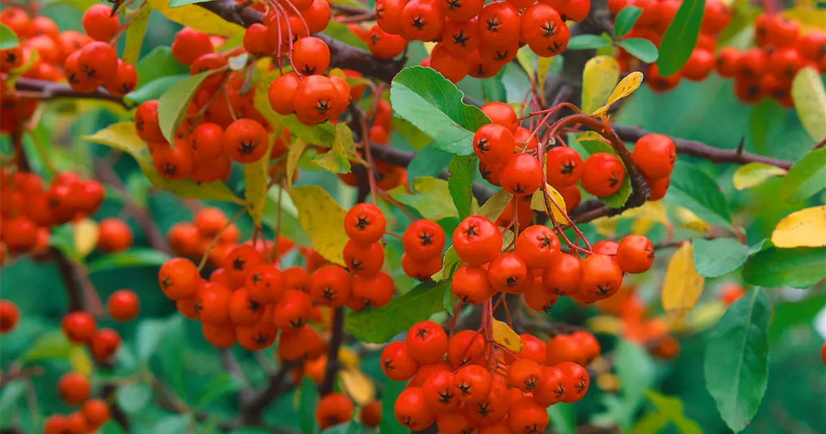 Pyracantha coccinea 'Red Cushion', Feuerdorn 'Red Cushion' - Baumschule Ley