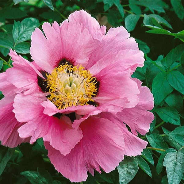 Paeonia x suffruticosa, einfach blühend, rosa, Strauch-Pfingstrose ...