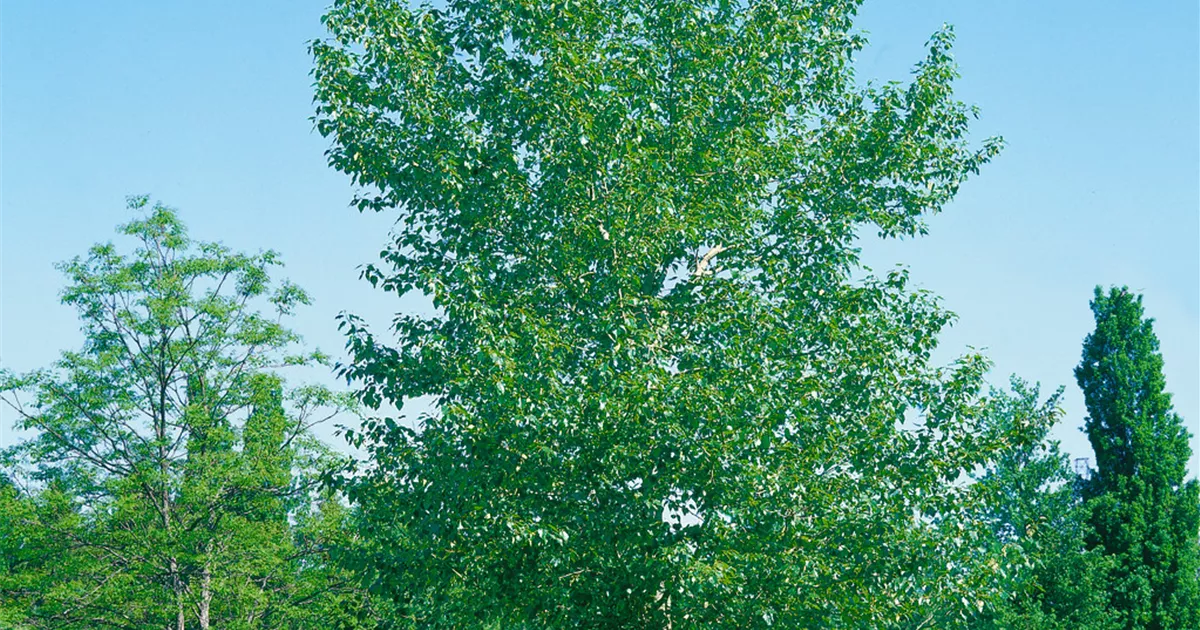 Populus trichocarpa, Westliche Balsam-Pappel - Baumschule Ley