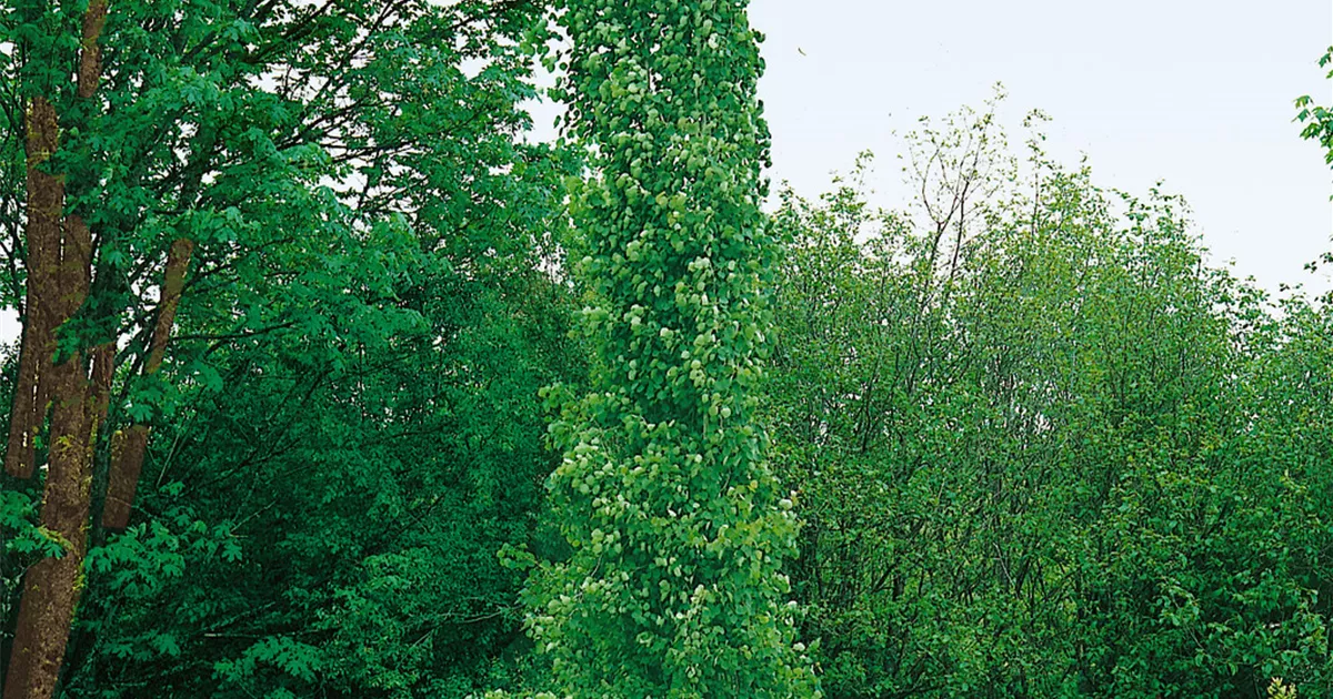 Populus tremula 'Erecta', Säulen-Zitterpappel - Baumschule Ley