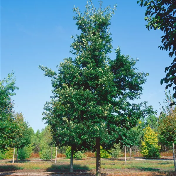 Quercus cerris, Zerr-Eiche - Baumschule Ley