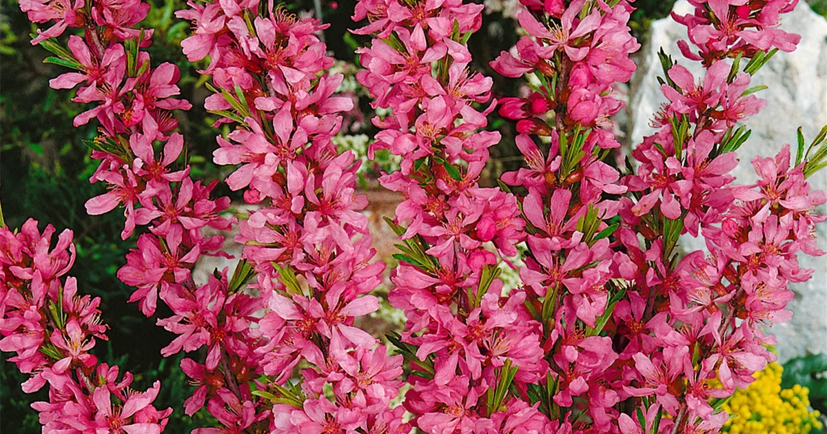 Prunus tenella, Zwergmandel - Baumschule Ley