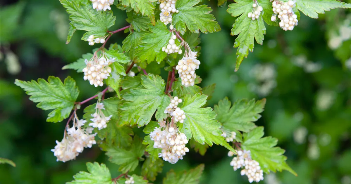 Stephanandra incisa 'Crispa', Niedrige Kranzspiere 'Crispa ...