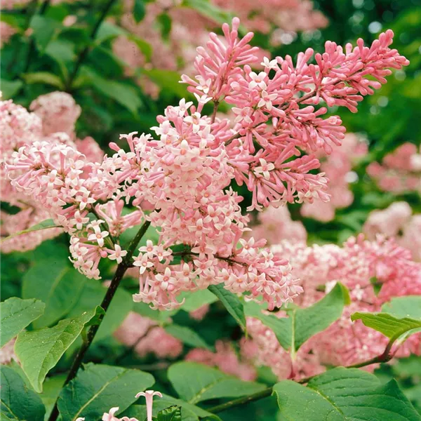 Syringa reflexa, Bogenflieder - Baumschule Ley
