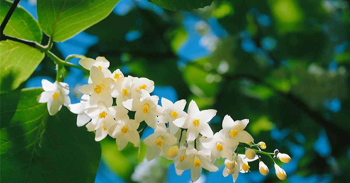 Styrax, Storaxbaum - Baumschule Ley