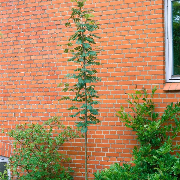 Sorbus aucuparia 'Sheerwater Seedling', Eberesche 'Sheerwater Seedling ...