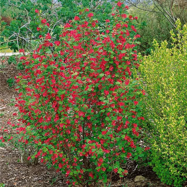 Ribes sanguineum 'Pulborough Scarlet', Zierjohannisbeere 'Pulborough ...