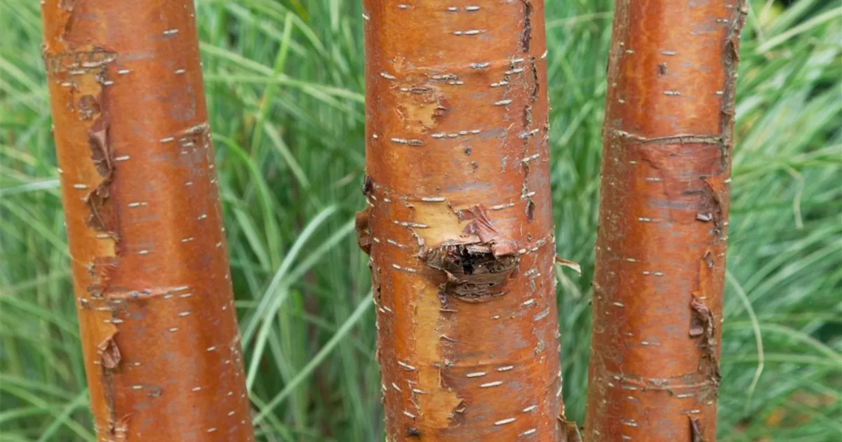 Prunus maackii, Amur-Kirsche - Baumschule Ley