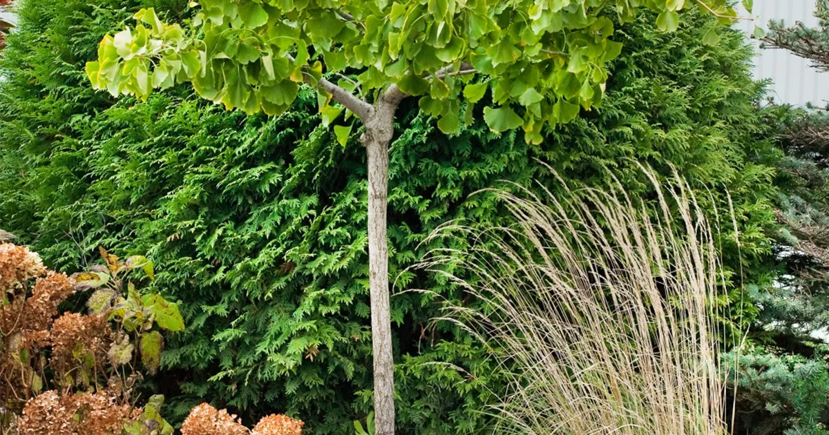 Ginkgo biloba 'Pendula', Hängender Fächerblattbaum 'Pendula ...