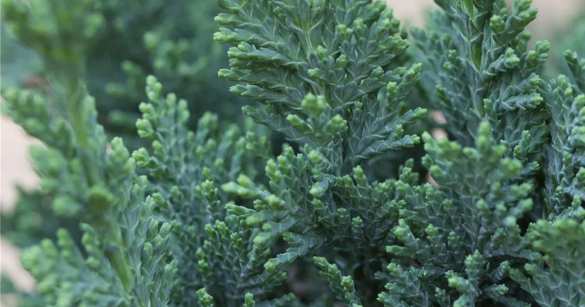 Chamaecyparis lawsoniana 'Wisselii', Gartenzypresse 'Wisselii' - Baumschule Ley
