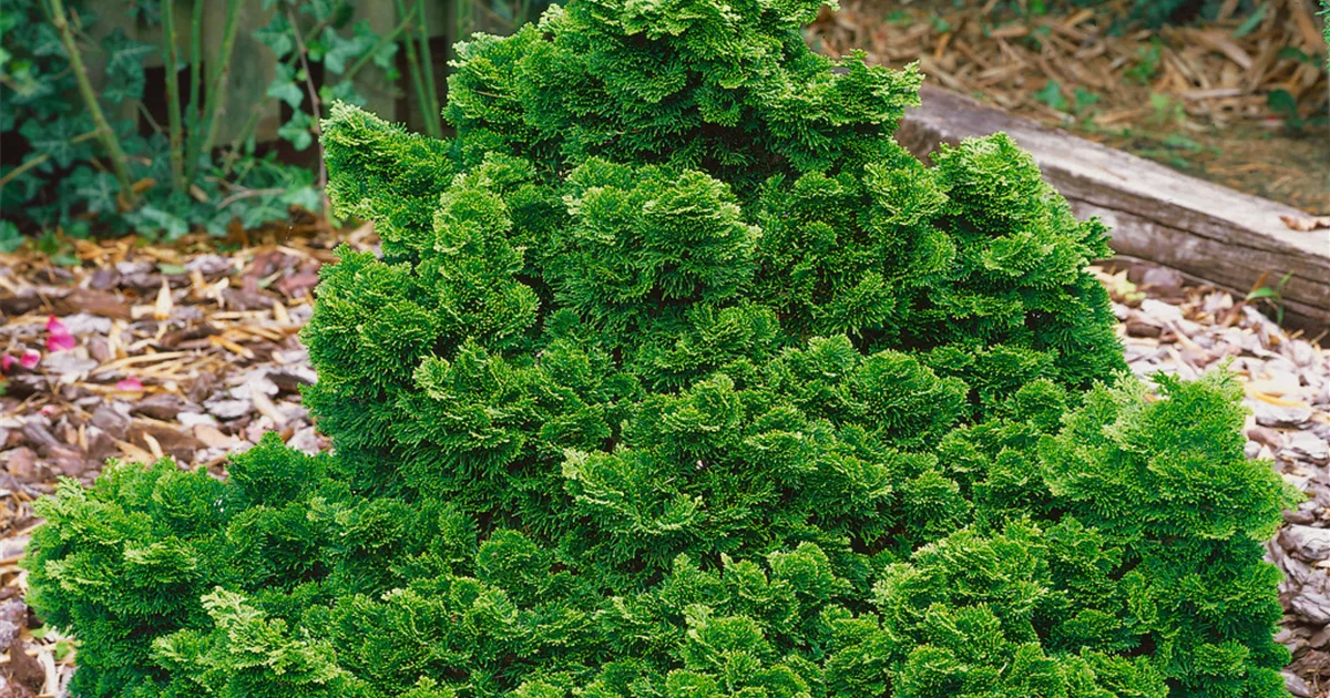 Chamaecyparis obtusa 'Contorta', Hinoki Scheinzypresse 'Contorta ...